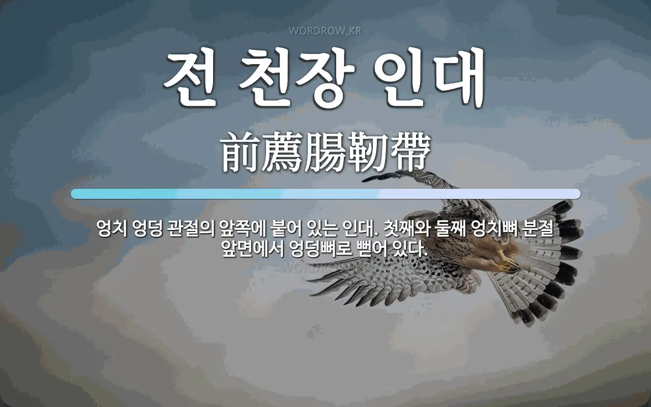 전 천장 인대 뜻 엉치 엉덩 관절의 앞쪽에 붙어 있는 인대 첫째와 둘째 엉치뼈 분절 앞면에서 엉덩뼈로 뻗어