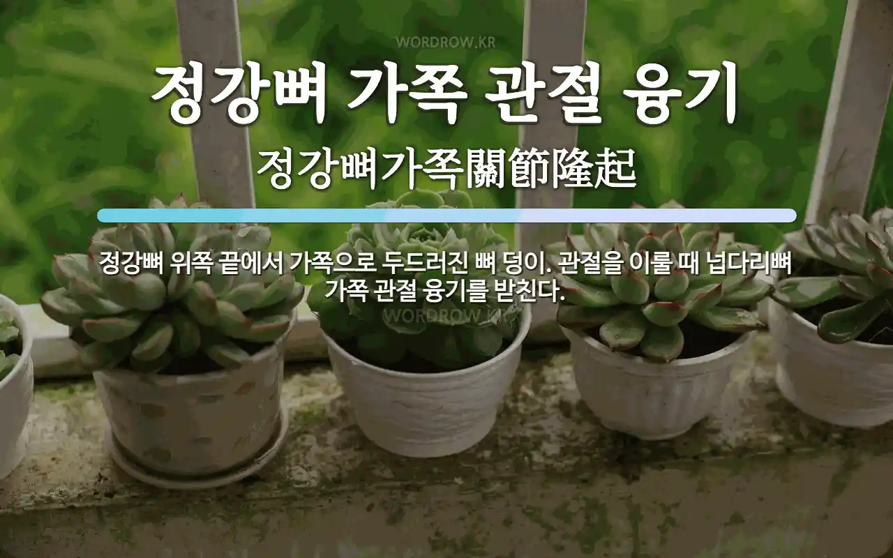 정강뼈 가쪽 관절 융기 뜻 정강뼈 위쪽 끝에서 가쪽으로 두드러진 뼈 덩이 관절을 이룰 때 넙다리뼈 가쪽 관절 융기를