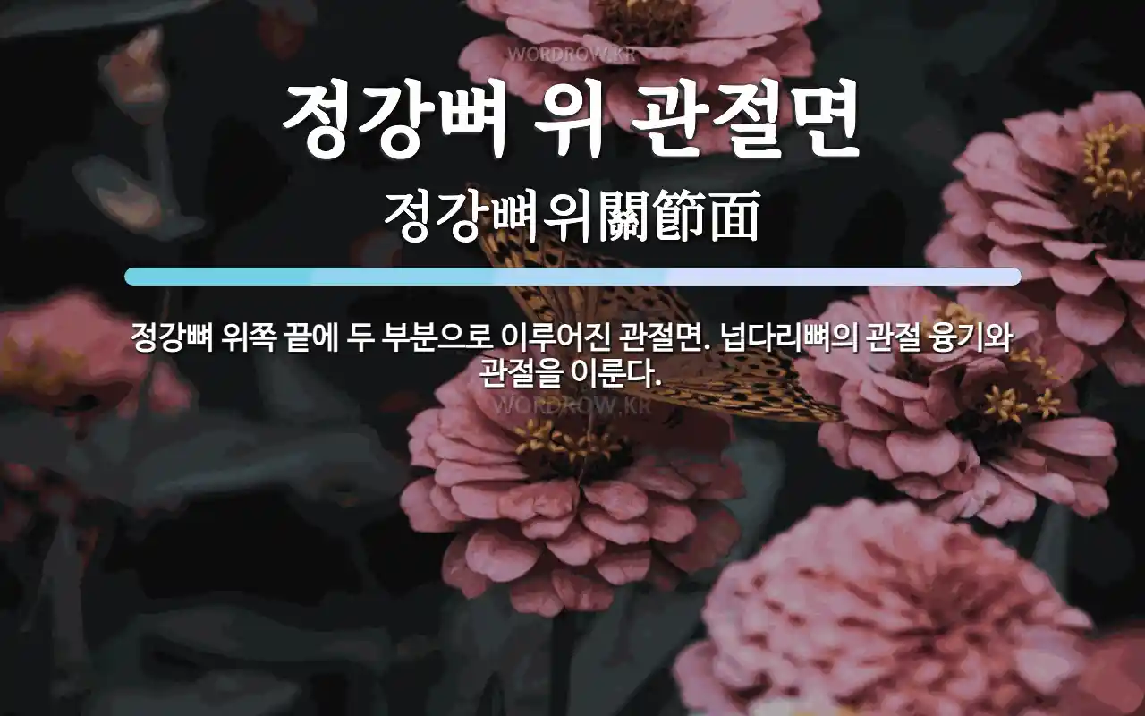 정강뼈 위 관절면 뜻 정강뼈 위쪽 끝에 두 부분으로 이루어진 관절면 넙다리뼈의 관절 융기와 관절을 이룬다