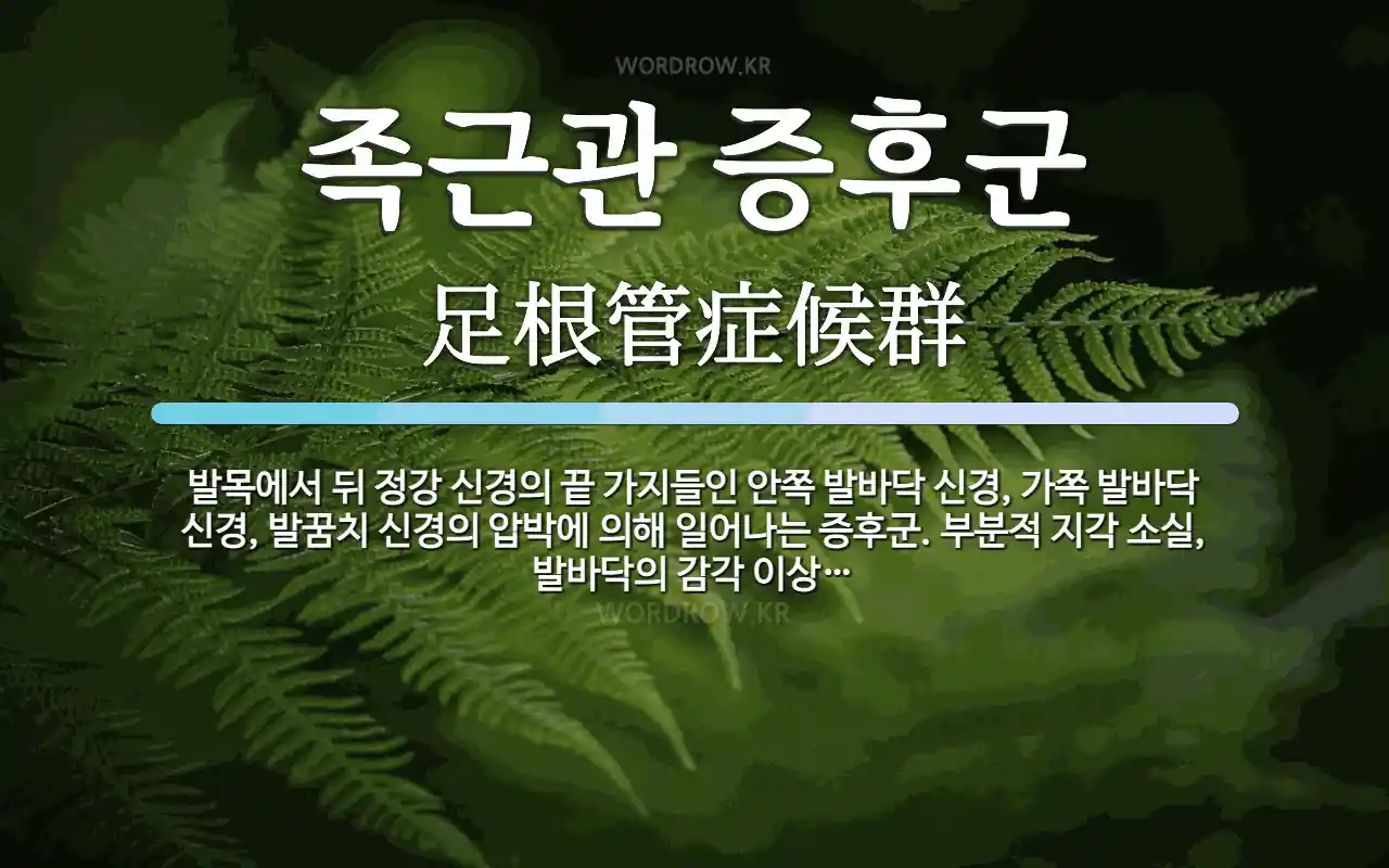족근관 증후군 뜻 발목에서 뒤 정강 신경의 끝 가지들인 안쪽 발바닥 신경 가쪽 발바닥 신경 발꿈치 신경의
