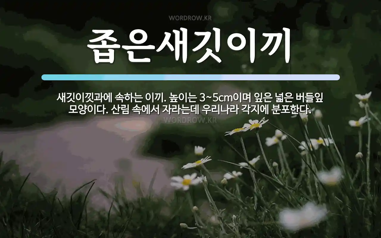 좁은새깃이끼 뜻 새깃이낏과에 속하는 이끼 높이는 3~5cm이며 잎은 넓은 버들잎 모양이다 산림 속에서