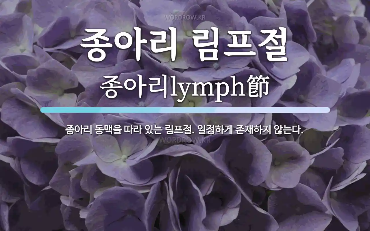 종아리 림프절 뜻 종아리 동맥을 따라 있는 림프절 일정하게 존재하지 않는다