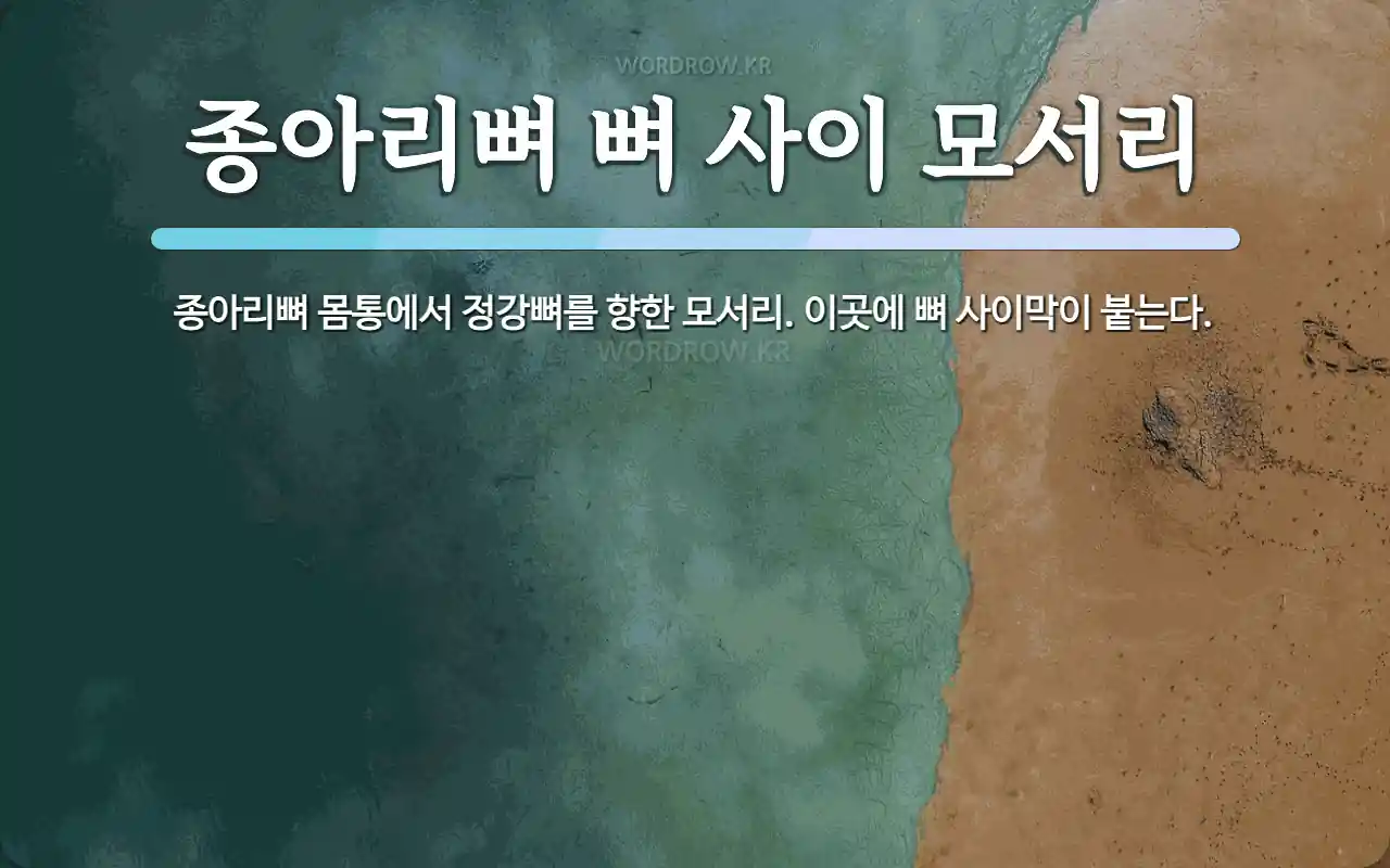 종아리뼈 뼈 사이 모서리 뜻 종아리뼈 몸통에서 정강뼈를 향한 모서리 이곳에 뼈 사이막이 붙는다