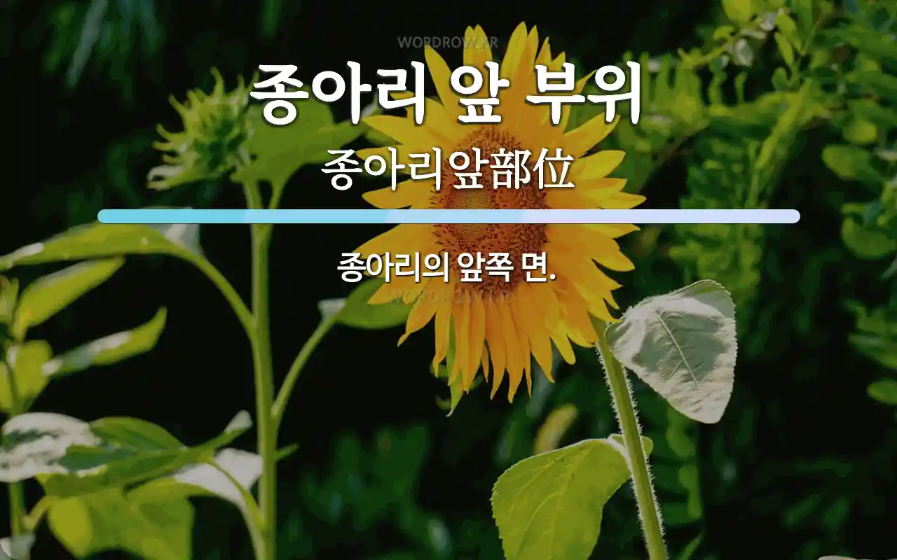 종아리 앞 부위 뜻 종아리의 앞쪽 면