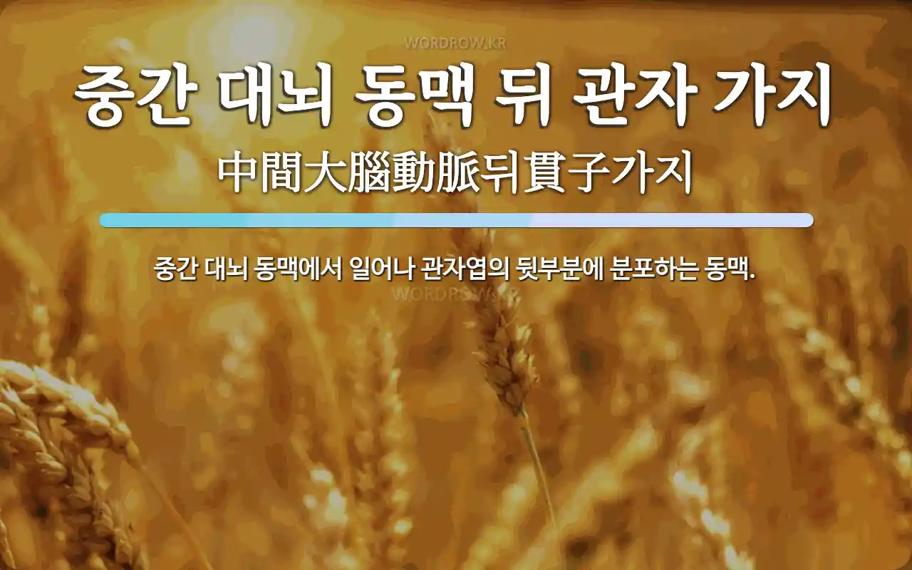 중간 대뇌 동맥 뒤 관자 가지 뜻 중간 대뇌 동맥에서 일어나 관자엽의 뒷부분에 분포하는 동맥