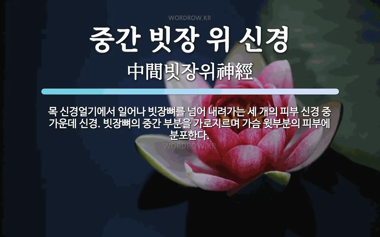 중간 빗장 위 신경 뜻 목 신경얼기에서 일어나 빗장뼈를 넘어 내려가는 세 개의 피부 신경 중 가운데 신경 빗장뼈