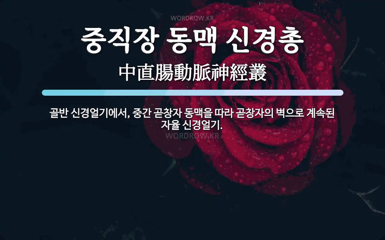 중직장 동맥 신경총 뜻 골반 신경얼기에서 중간 곧창자 동맥을 따라 곧창자의 벽으로 계속된 자율 신경얼기