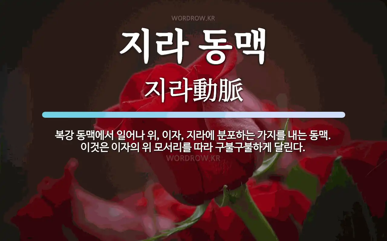 지라 동맥 뜻 복강 동맥에서 일어나 위 이자 지라에 분포하는 가지를 내는 동맥 이것은 이자의 위 모
