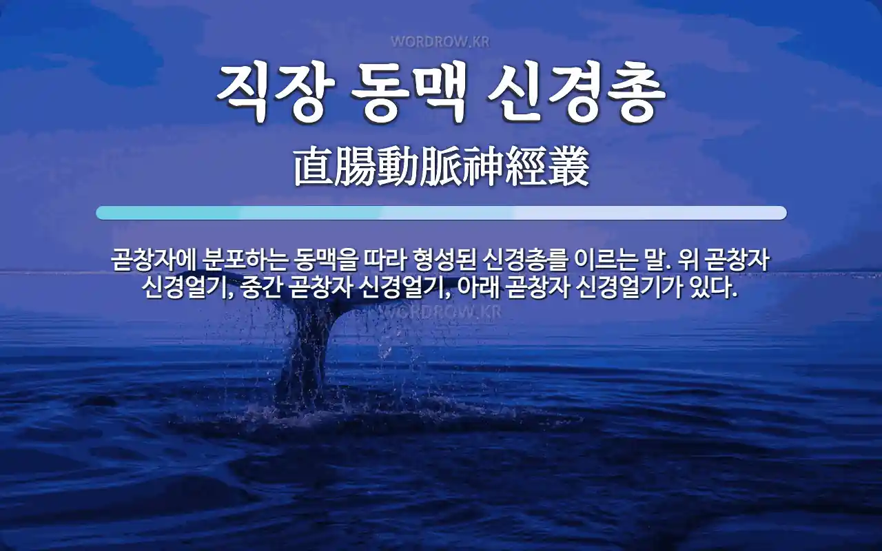 직장 동맥 신경총 뜻 곧창자에 분포하는 동맥을 따라 형성된 신경총를 이르는 말 위 곧창자 신경얼기 중간 곧창
