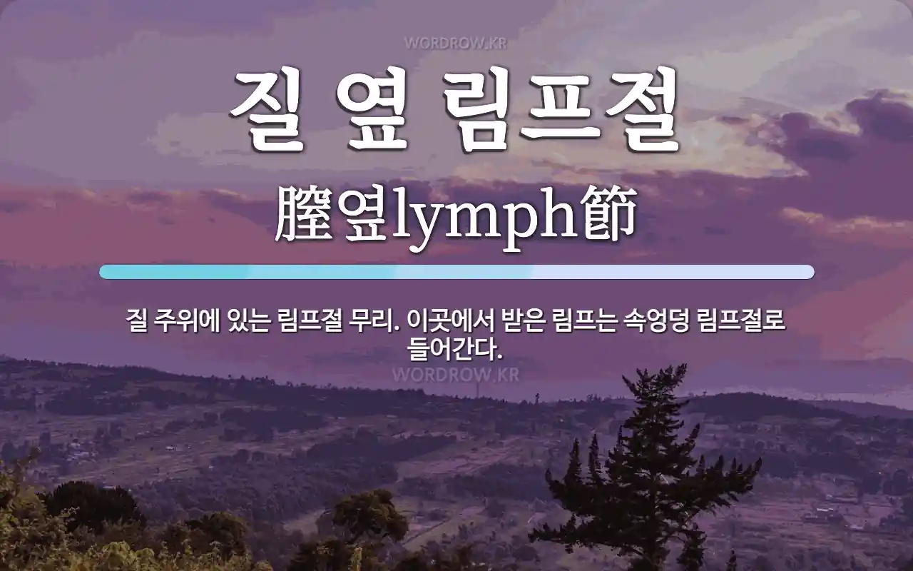 질 옆 림프절 뜻 질 주위에 있는 림프절 무리 이곳에서 받은 림프는 속엉덩 림프절로 들어간다