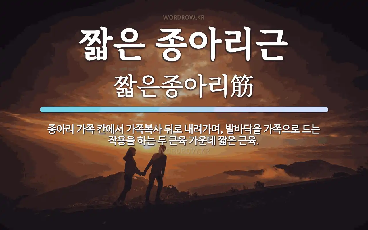 짧은 종아리근 뜻 종아리 가쪽 칸에서 가쪽복사 뒤로 내려가며 발바닥을 가쪽으로 드는 작용을 하는 두 근육