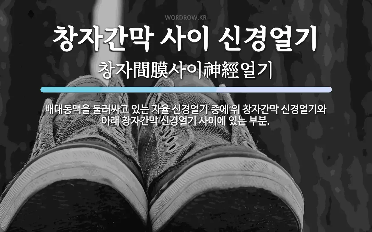 창자간막 사이 신경얼기 뜻 배대동맥을 둘러싸고 있는 자율 신경얼기 중에 위 창자간막 신경얼기와 아래 창자간막 신경얼기