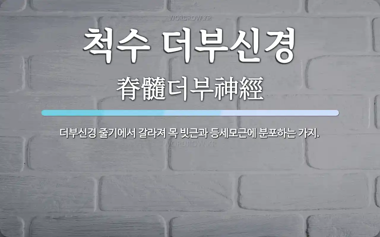 척수 더부신경 뜻 더부신경 줄기에서 갈라져 목 빗근과 등세모근에 분포하는 가지