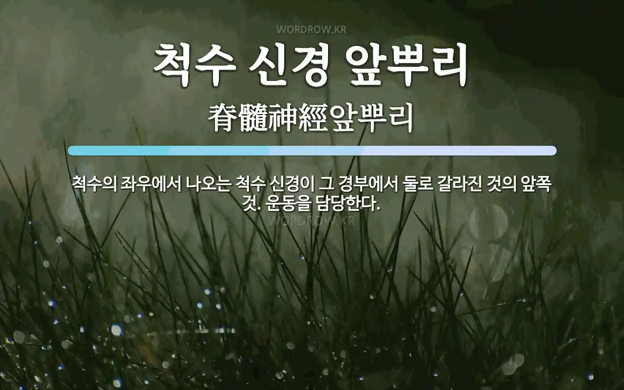 척수 신경 앞뿌리 뜻 척수의 좌우에서 나오는 척수 신경이 그 경부에서 둘로 갈라진 것의 앞쪽 것 운동을 담당한