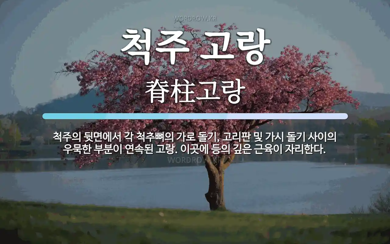 척주 고랑 뜻 척주의 뒷면에서 각 척추뼈의 가로 돌기 고리판 및 가시 돌기 사이의 우묵한 부분이 연속된
