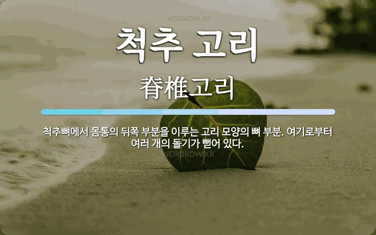 척추 고리 뜻 척추뼈에서 몸통의 뒤쪽 부분을 이루는 고리 모양의 뼈 부분 여기로부터 여러 개의 돌기가