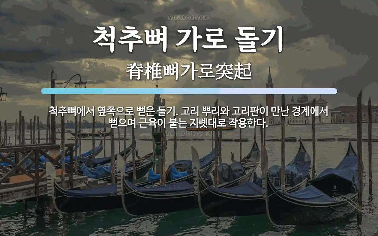 척추뼈 가로 돌기 뜻 척추뼈에서 옆쪽으로 뻗은 돌기 고리 뿌리와 고리판이 만난 경계에서 뻗으며 근육이 붙는 지