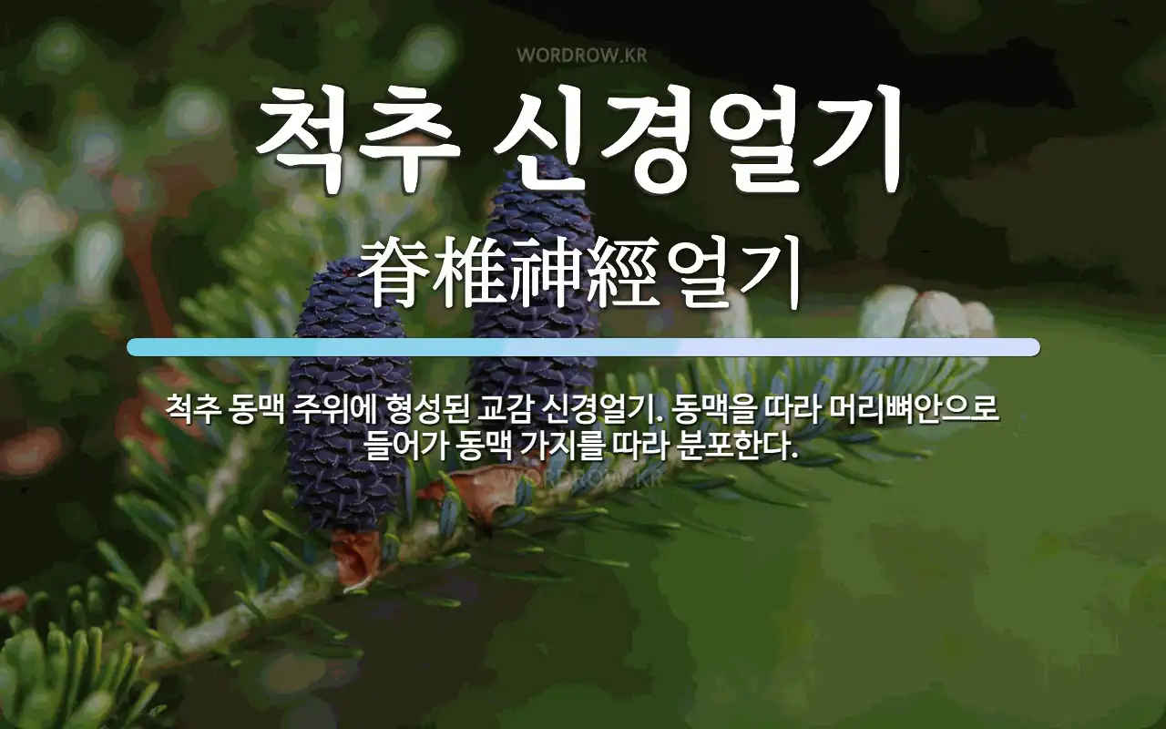 척추 신경얼기 뜻 척추 동맥 주위에 형성된 교감 신경얼기 동맥을 따라 머리뼈안으로 들어가 동맥 가지를 따라