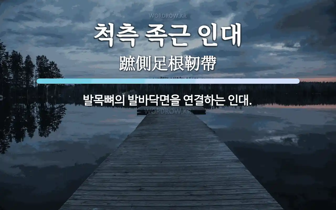 척측 족근 인대 뜻 발목뼈의 발바닥면을 연결하는 인대