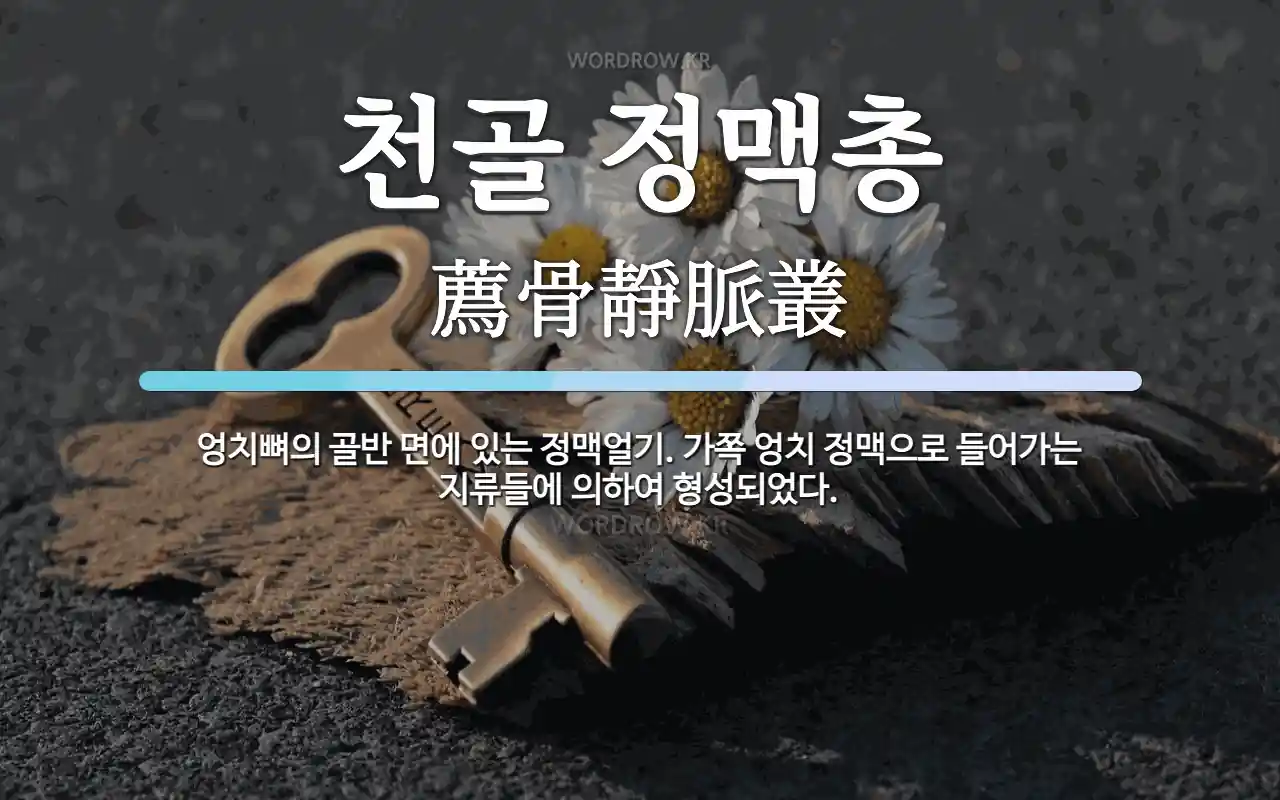 천골 정맥총 뜻 엉치뼈의 골반 면에 있는 정맥얼기 가쪽 엉치 정맥으로 들어가는 지류들에 의하여 형성되었다
