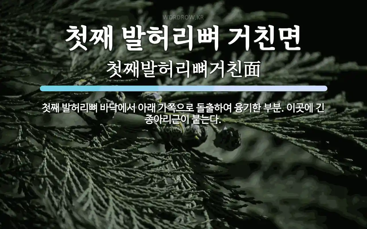 첫째 발허리뼈 거친면 뜻 첫째 발허리뼈 바닥에서 아래 가쪽으로 돌출하여 융기한 부분 이곳에 긴 종아리근이 붙는다