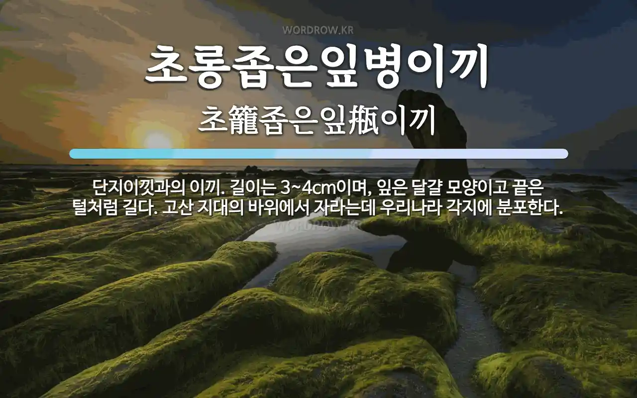 초롱좁은잎병이끼 뜻 단지이낏과의 이끼 길이는 3~4cm이며 잎은 달걀 모양이고 끝은 털처럼 길다 고산 지