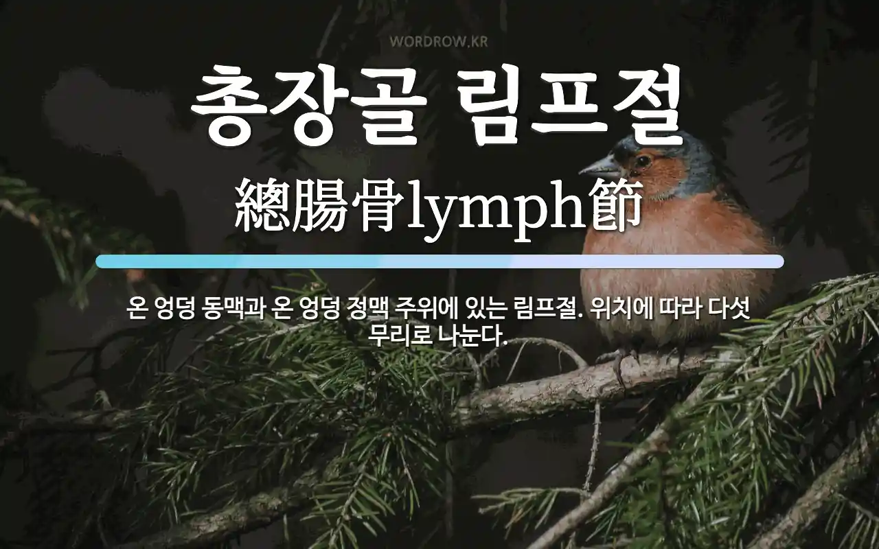 총장골 림프절 뜻 온 엉덩 동맥과 온 엉덩 정맥 주위에 있는 림프절 위치에 따라 다섯 무리로 나눈다