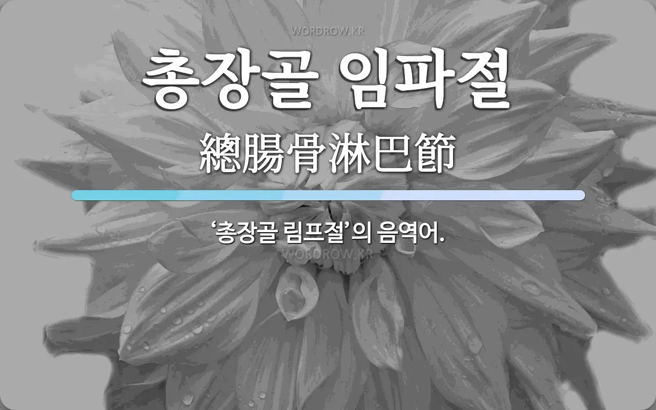 총장골 임파절 뜻 ‘총장골 림프절의 음역어