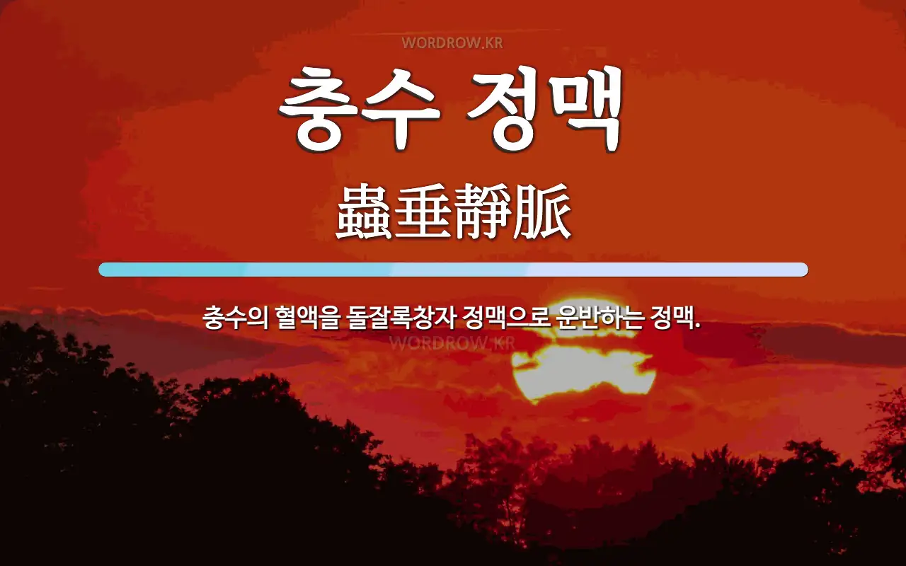 충수 정맥 뜻 충수의 혈액을 돌잘록창자 정맥으로 운반하는 정맥