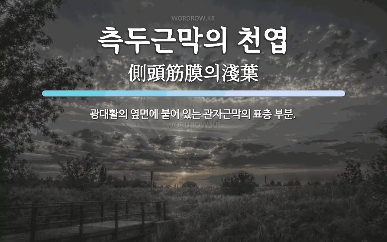 측두근막의 천엽 뜻 광대활의 옆면에 붙어 있는 관자근막의 표층 부분