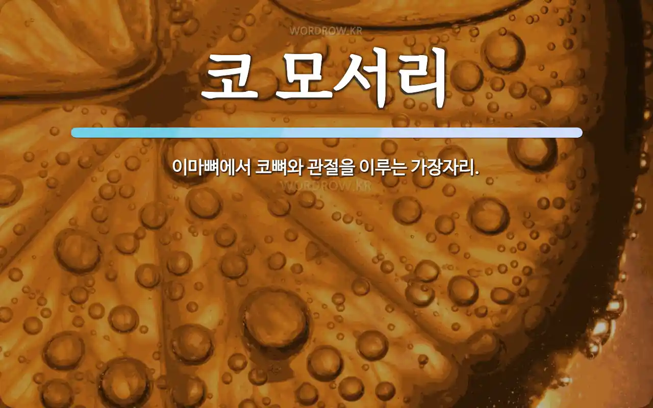 코 모서리 뜻 이마뼈에서 코뼈와 관절을 이루는 가장자리