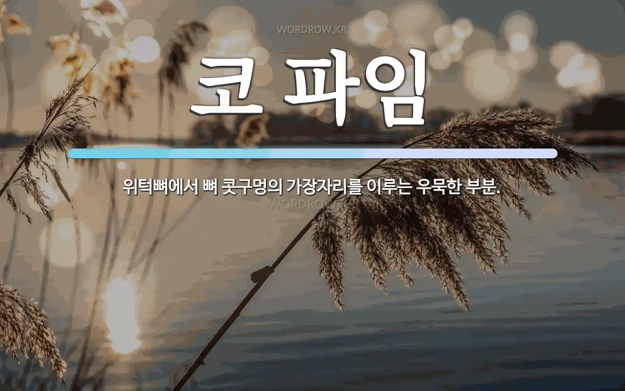 코 파임 뜻 위턱뼈에서 뼈 콧구멍의 가장자리를 이루는 우묵한 부분