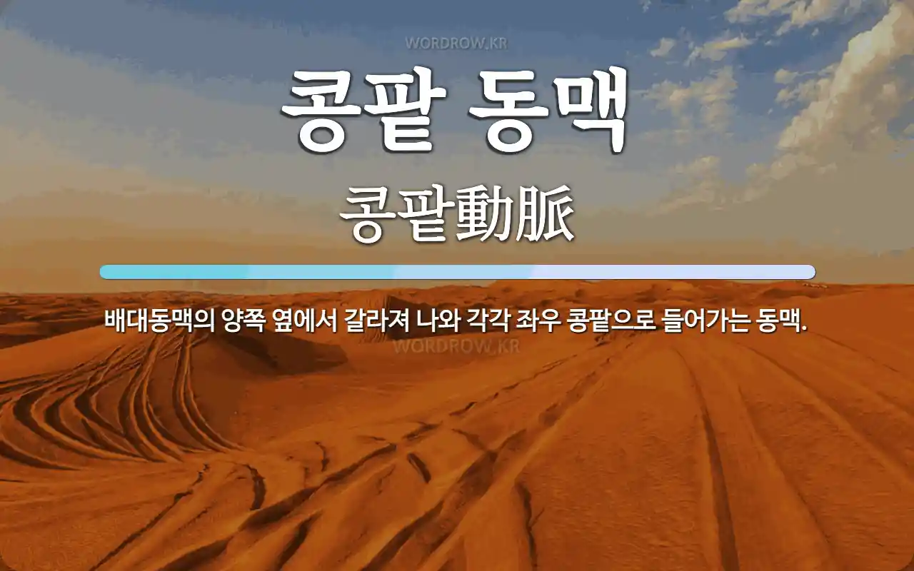 콩팥 동맥 뜻 배대동맥의 양쪽 옆에서 갈라져 나와 각각 좌우 콩팥으로 들어가는 동맥