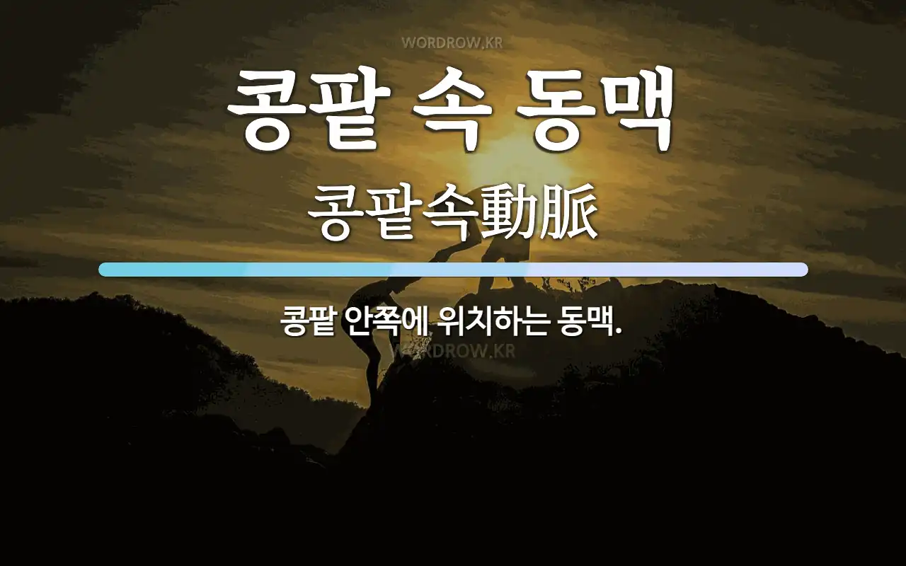 콩팥 속 동맥 뜻 콩팥 안쪽에 위치하는 동맥