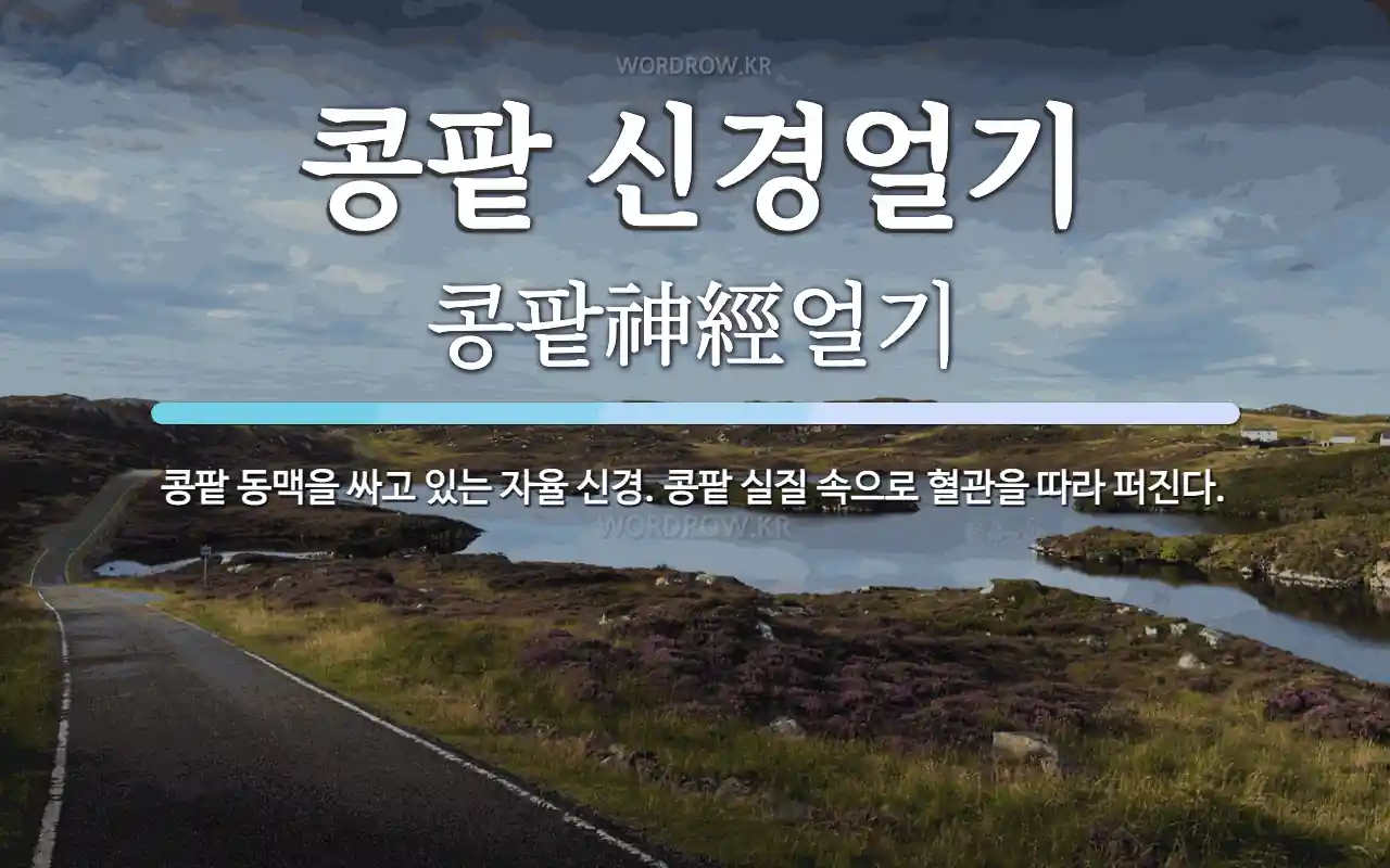 콩팥 신경얼기 뜻 콩팥 동맥을 싸고 있는 자율 신경 콩팥 실질 속으로 혈관을 따라 퍼진다