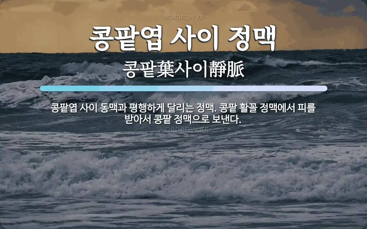 콩팥엽 사이 정맥 뜻 콩팥엽 사이 동맥과 평행하게 달리는 정맥 콩팥 활꼴 정맥에서 피를 받아서 콩팥 정맥으로