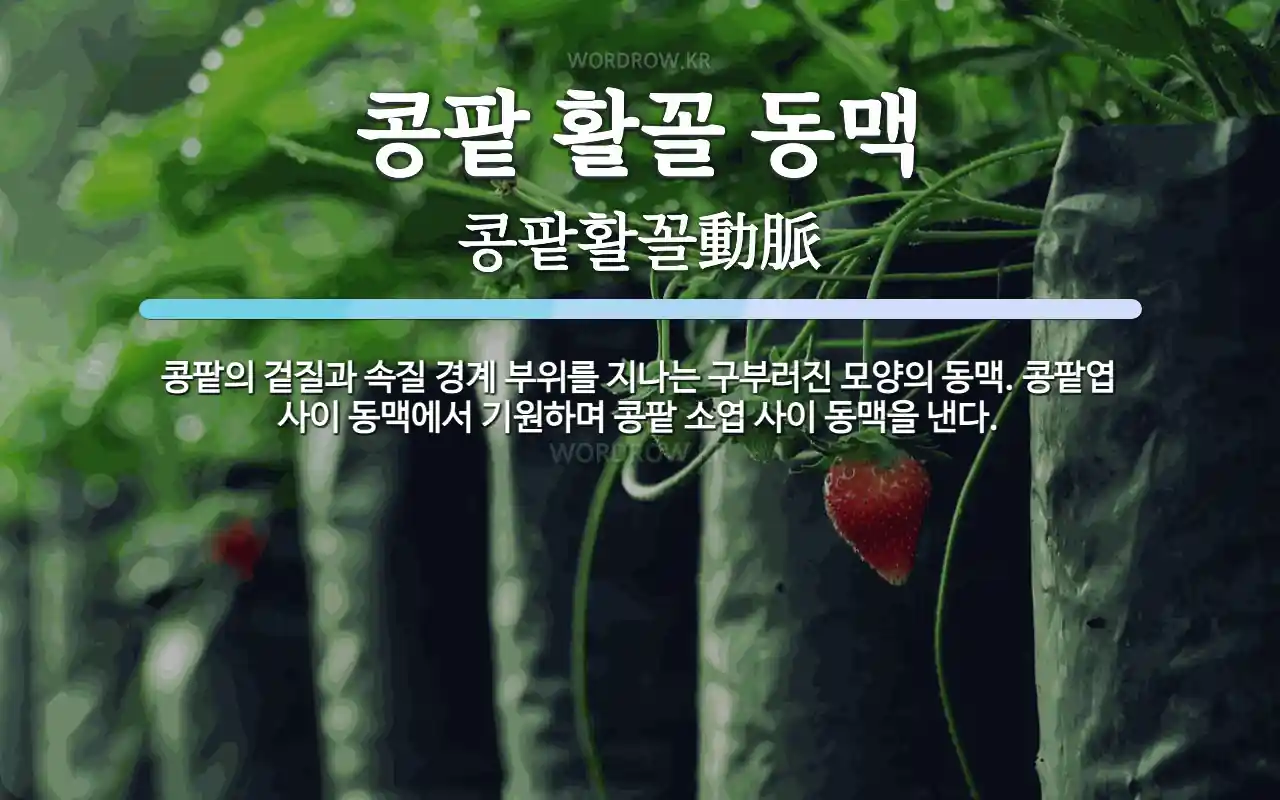 콩팥 활꼴 동맥 뜻 콩팥의 겉질과 속질 경계 부위를 지나는 구부러진 모양의 동맥 콩팥엽 사이 동맥에서 기원하