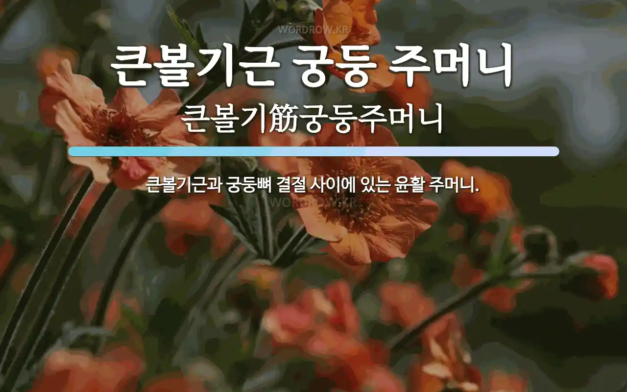 큰볼기근 궁둥 주머니 뜻 큰볼기근과 궁둥뼈 결절 사이에 있는 윤활 주머니