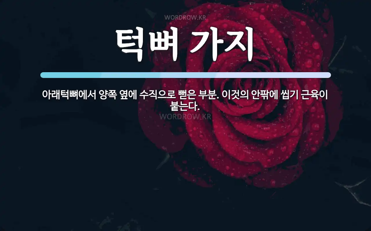 턱뼈 가지 뜻 아래턱뼈에서 양쪽 옆에 수직으로 뻗은 부분 이것의 안팎에 씹기 근육이 붙는다
