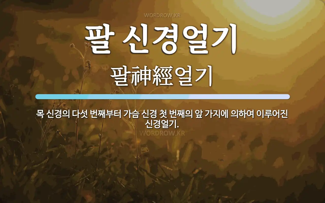 팔 신경얼기 뜻 목 신경의 다섯 번째부터 가슴 신경 첫 번째의 앞 가지에 의하여 이루어진 신경얼기