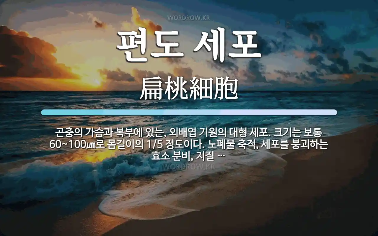 편도 세포 뜻 곤충의 가슴과 복부에 있는 외배엽 기원의 대형 세포 크기는 보통 60~100㎛로 몸길이