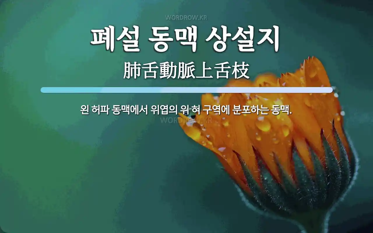 폐설 동맥 상설지 뜻 왼 허파 동맥에서 위엽의 위 혀 구역에 분포하는 동맥