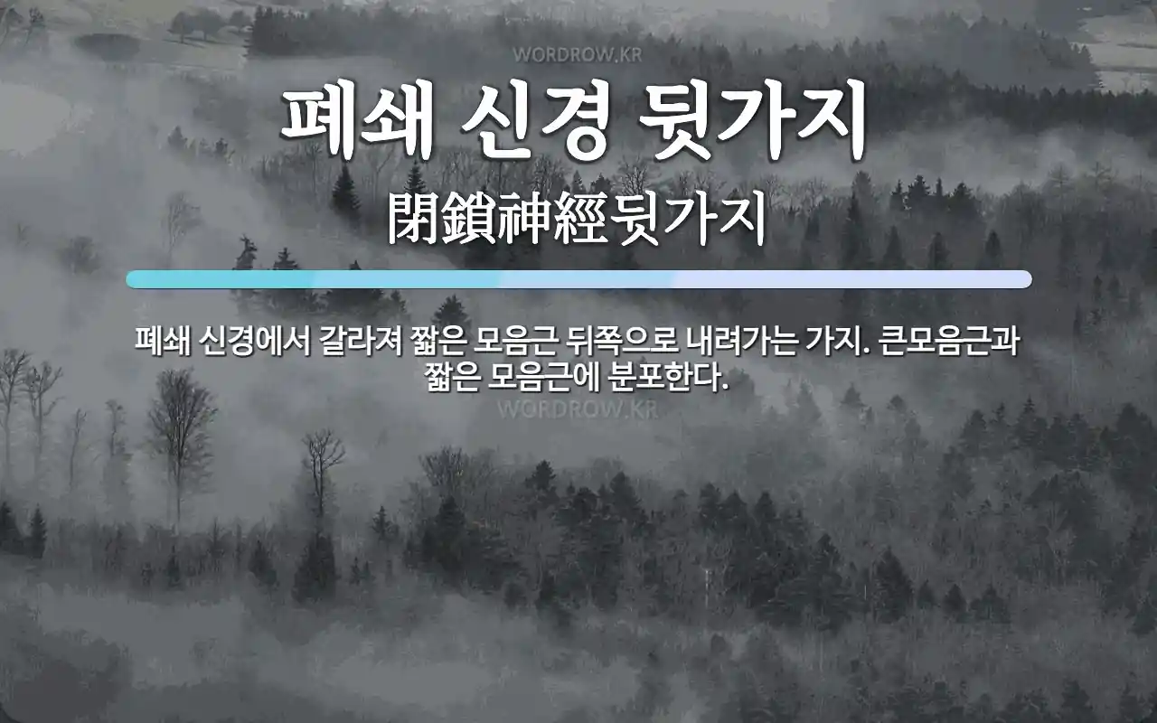 폐쇄 신경 뒷가지 뜻 폐쇄 신경에서 갈라져 짧은 모음근 뒤쪽으로 내려가는 가지 큰모음근과 짧은 모음근에 분포한