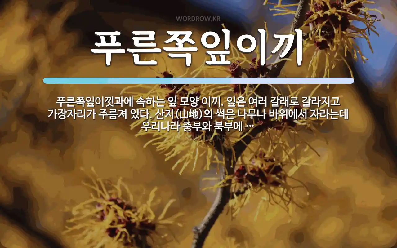 푸른쪽잎이끼 뜻 푸른쪽잎이낏과에 속하는 잎 모양 이끼 잎은 여러 갈래로 갈라지고 가장자리가 주름져 있다