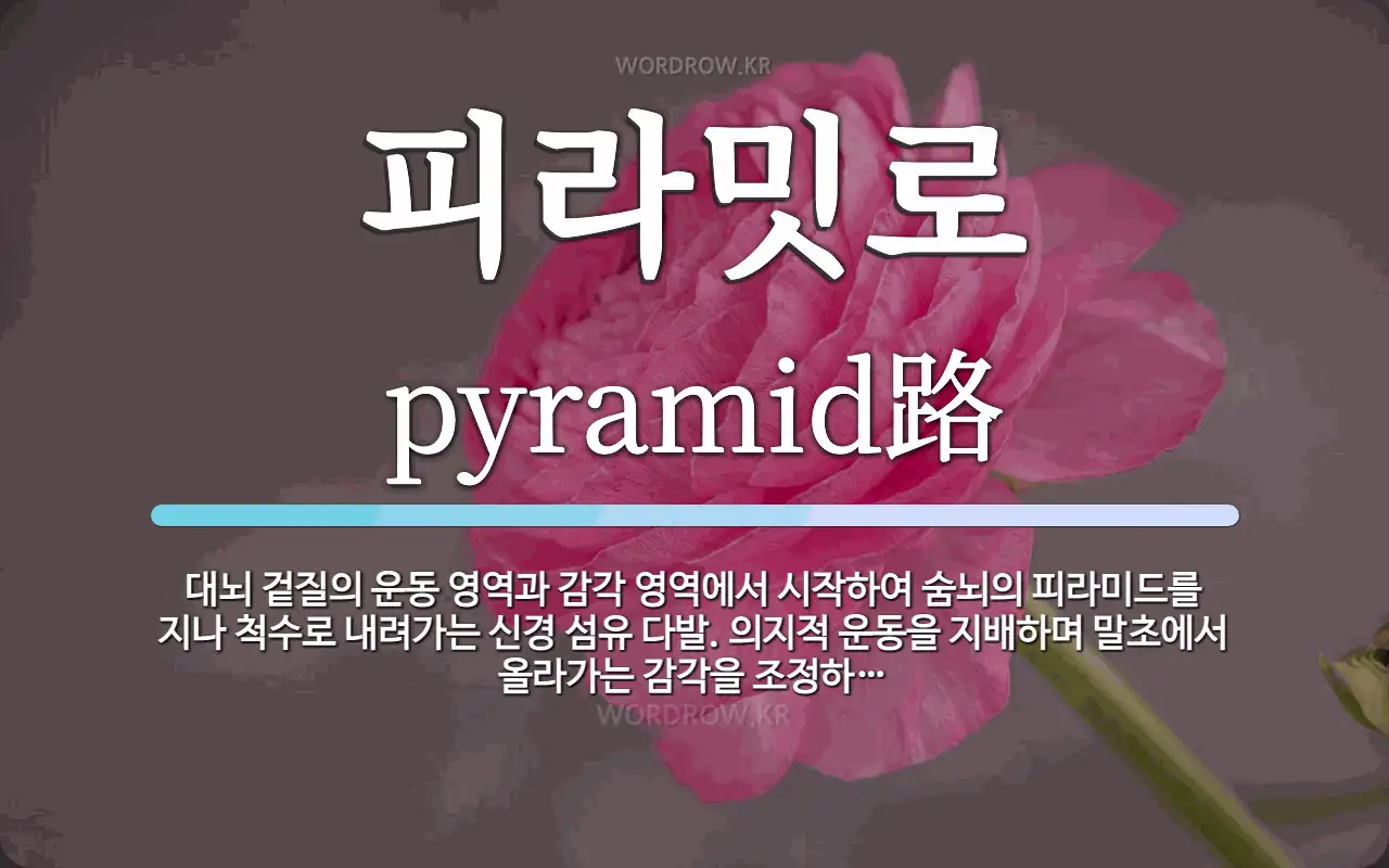 피라밋로 뜻 대뇌 겉질의 운동 영역과 감각 영역에서 시작하여 숨뇌의 피라미드를 지나 척수로 내려가는 신