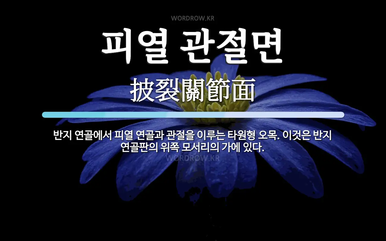 피열 관절면 뜻 반지 연골에서 피열 연골과 관절을 이루는 타원형 오목 이것은 반지 연골판의 위쪽 모서리의