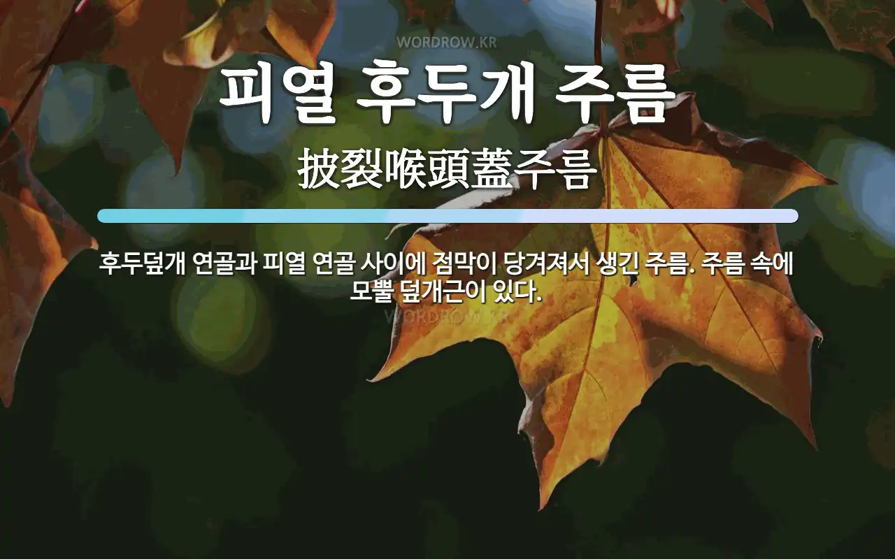 피열 후두개 주름 뜻 후두덮개 연골과 피열 연골 사이에 점막이 당겨져서 생긴 주름 주름 속에 모뿔 덮개근이 있