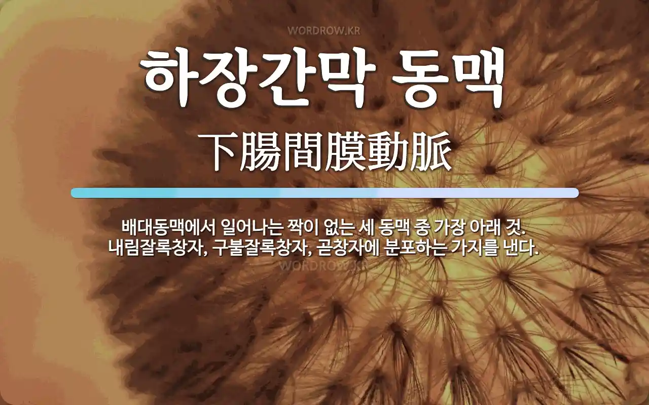 하장간막 동맥 뜻 배대동맥에서 일어나는 짝이 없는 세 동맥 중 가장 아래 것 내림잘록창자 구불잘록창자