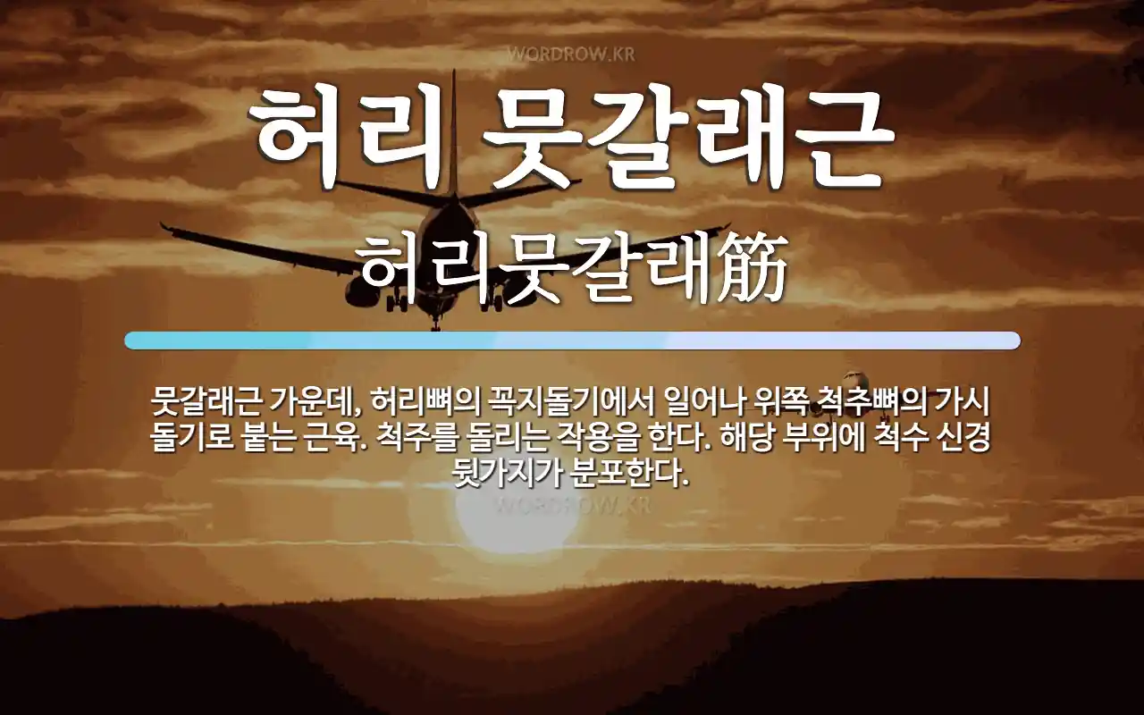 허리 뭇갈래근 뜻 뭇갈래근 가운데 허리뼈의 꼭지돌기에서 일어나 위쪽 척추뼈의 가시 돌기로 붙는 근육 척주