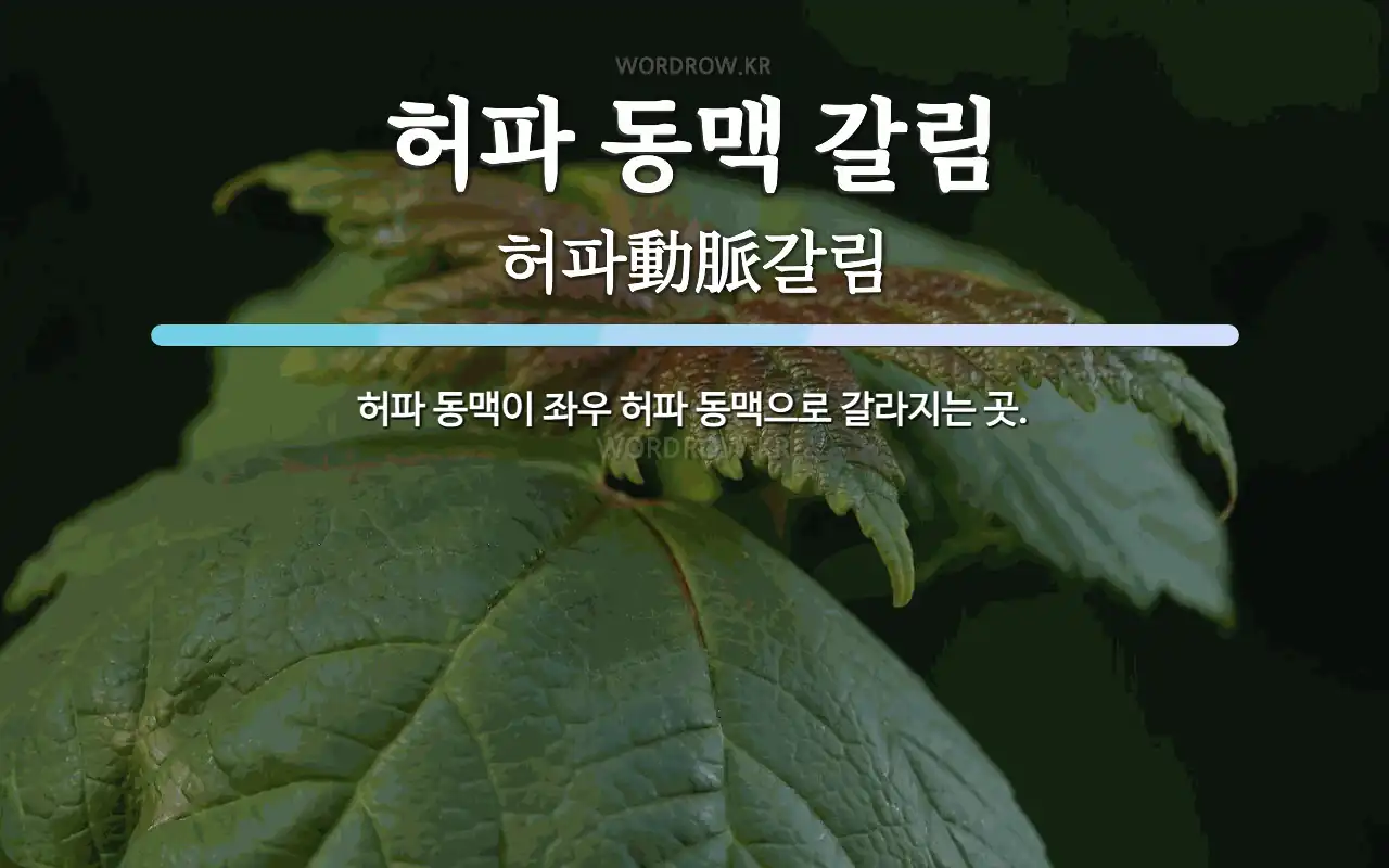 허파 동맥 갈림 뜻 허파 동맥이 좌우 허파 동맥으로 갈라지는 곳
